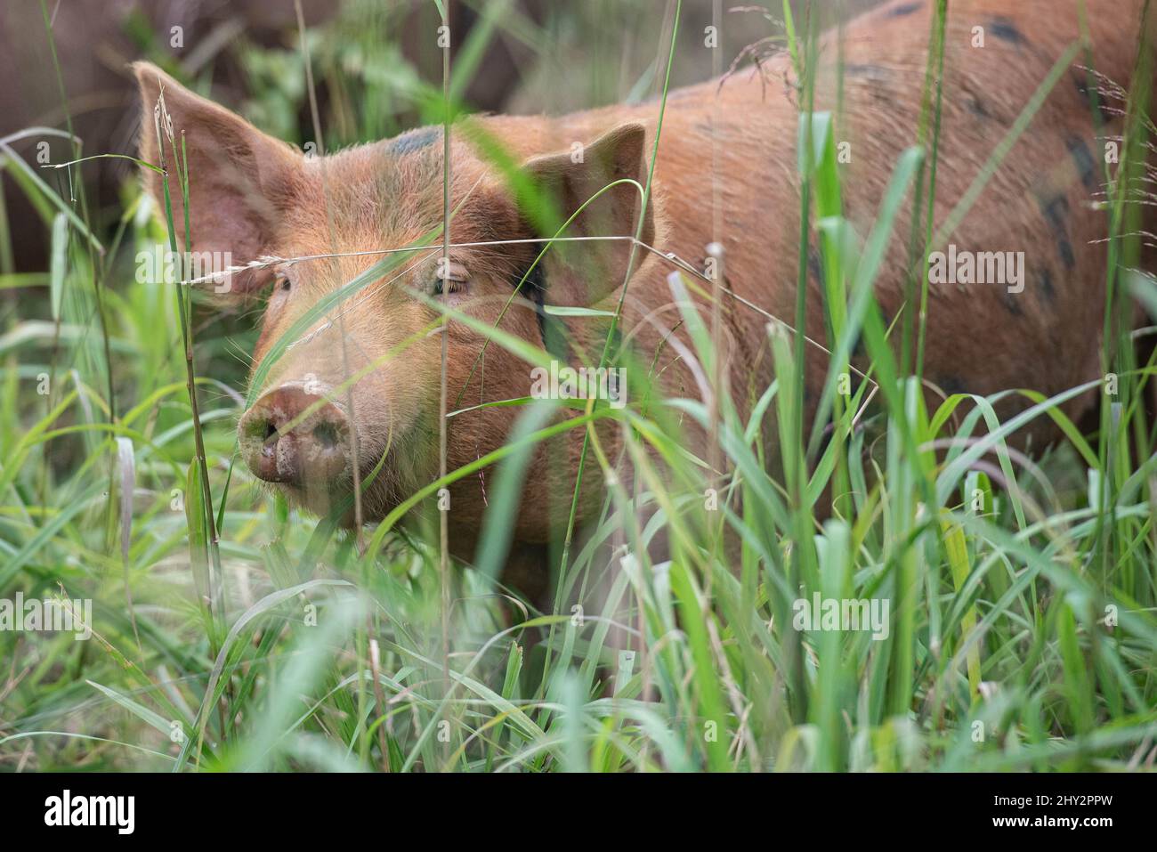 Red wattle pig hi-res stock photography and images - Alamy