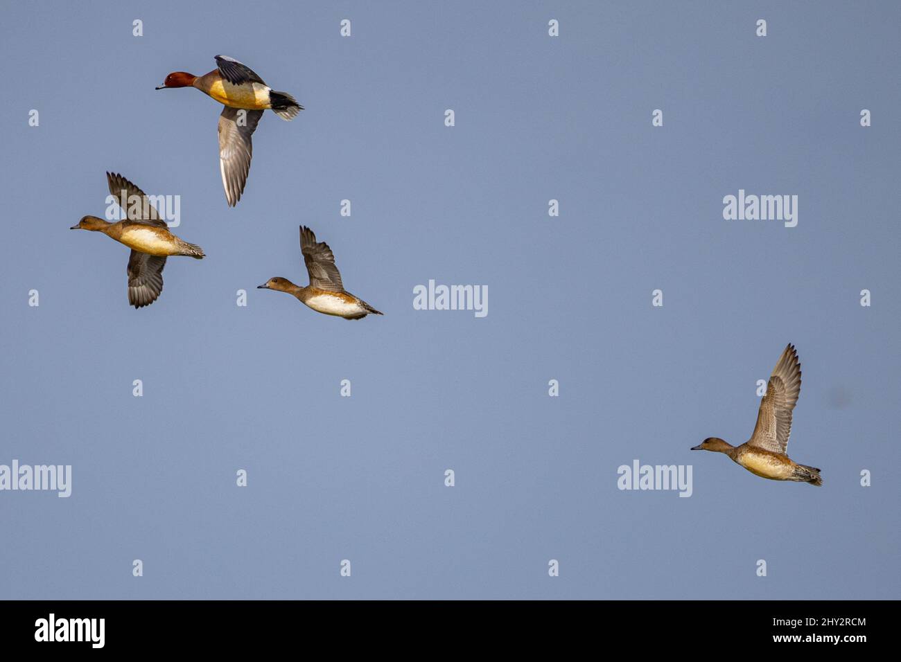 American wigeon ducks in flight Stock Photo - Alamy