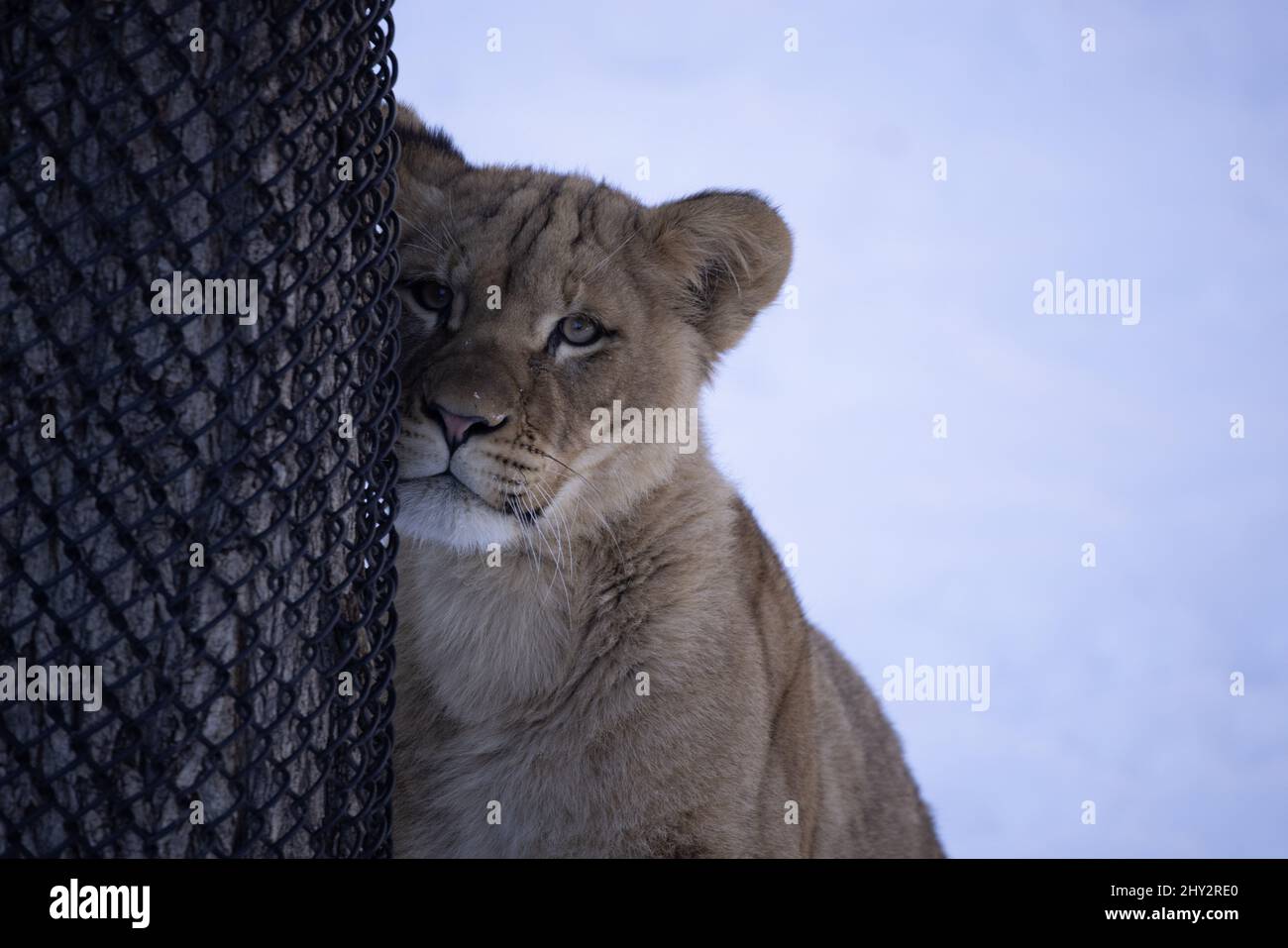 Fluffy buffalo hi-res stock photography and images - Alamy