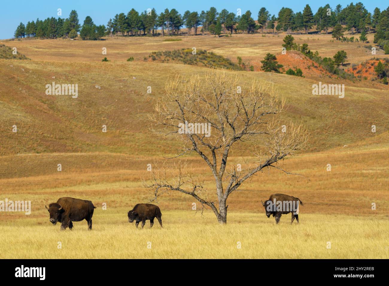 Buffalo family on the prairie under a tree in Wind Cave National Park ...
