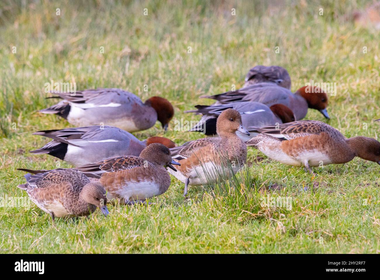American wigeon ducks feeding on grass Stock Photo - Alamy