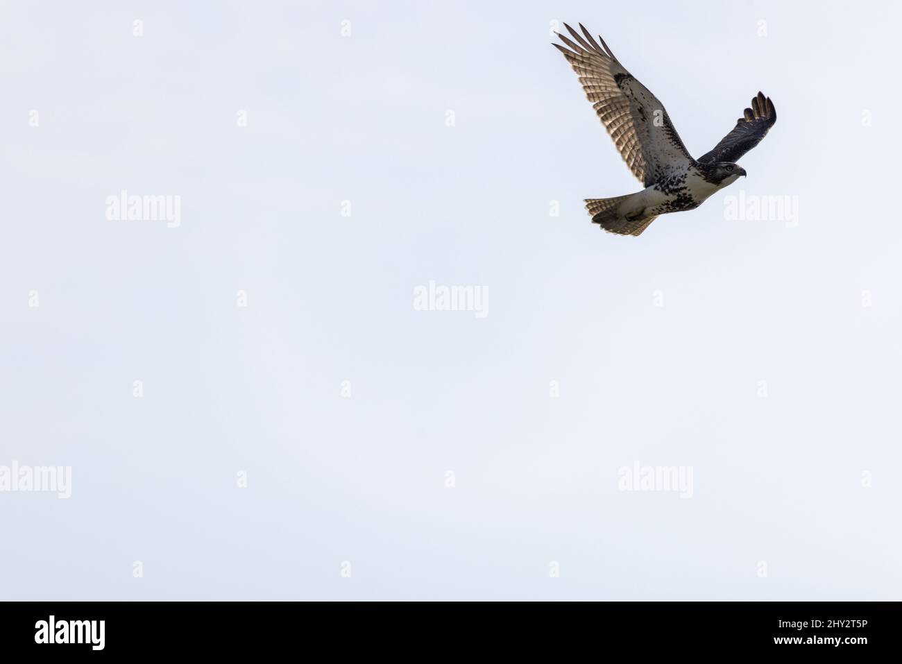 Red-tailed Hawk flying in the calm blue sky Stock Photo - Alamy
