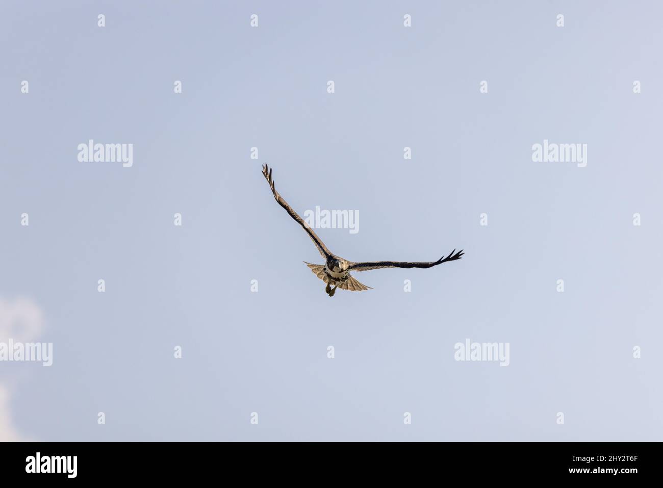 Red-tailed Hawk flying in the calm blue sky Stock Photo - Alamy