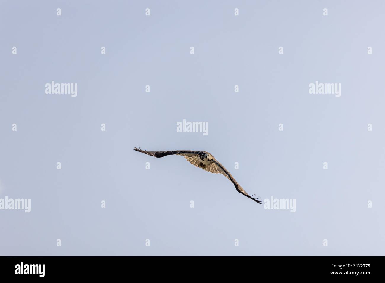 Red-tailed Hawk flying in the calm blue sky Stock Photo - Alamy