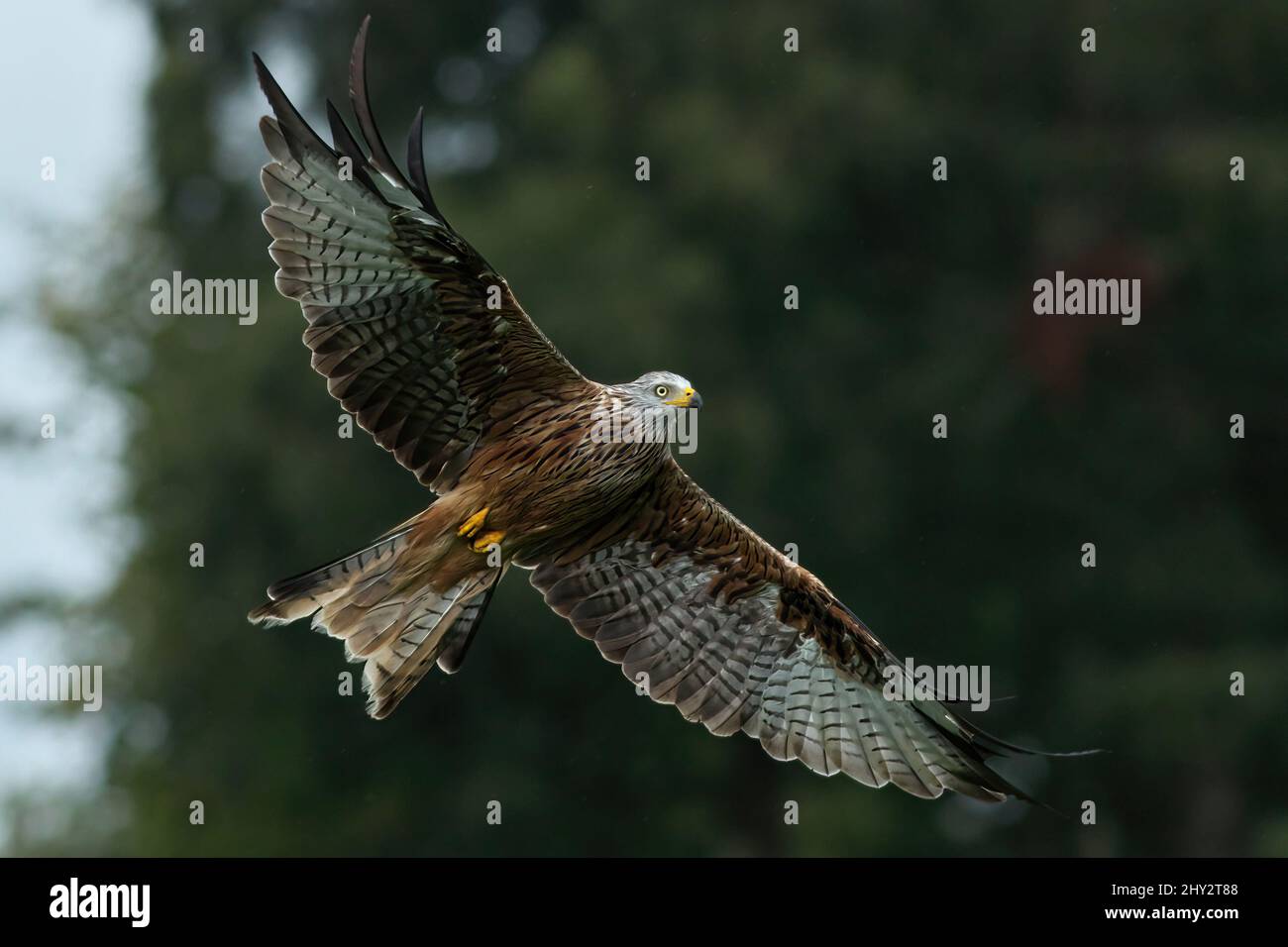 Closeup shot of the Red Kite flying over the field on the blurry ...