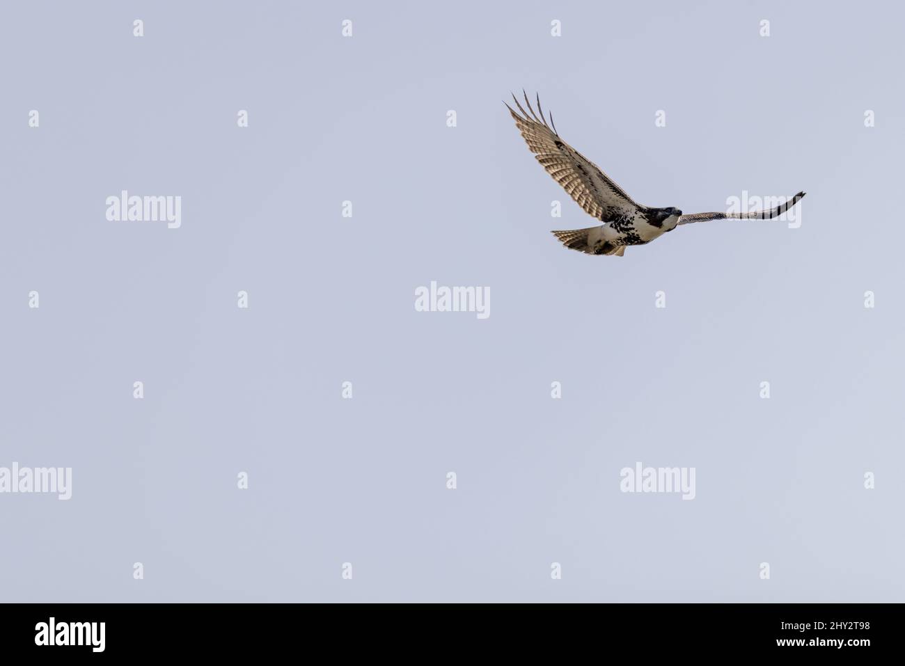 Red-tailed Hawk flying in the calm blue sky Stock Photo - Alamy