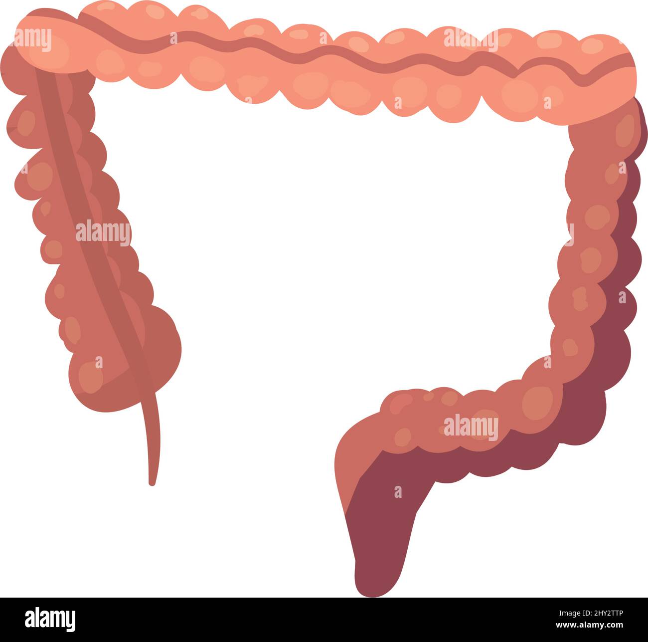 flat large intestine design Stock Vector Image & Art - Alamy