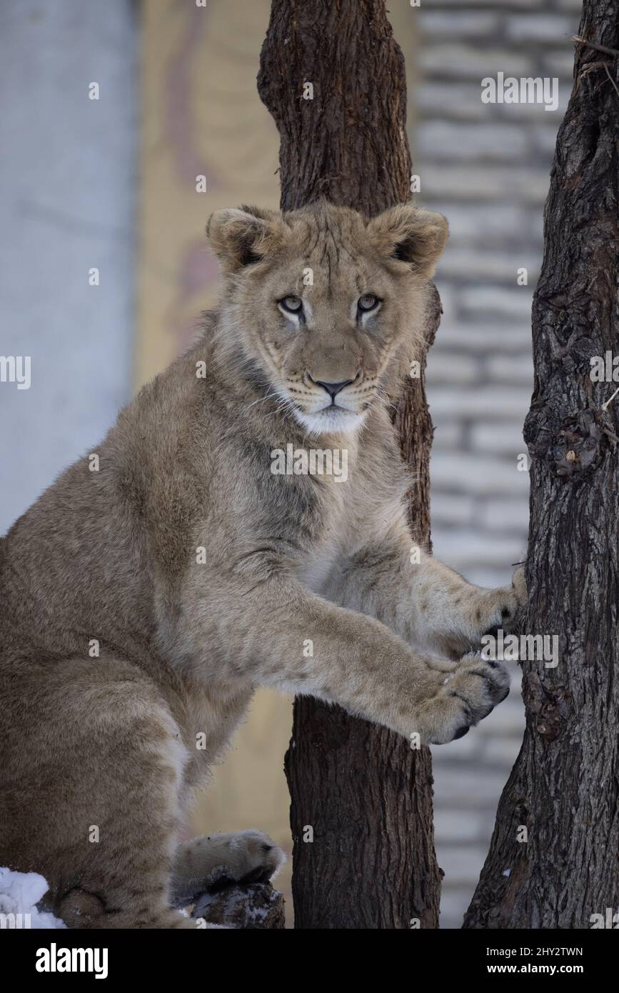 Fluffy adorable lion cub in the Buffalo city's zoo , New York State ...
