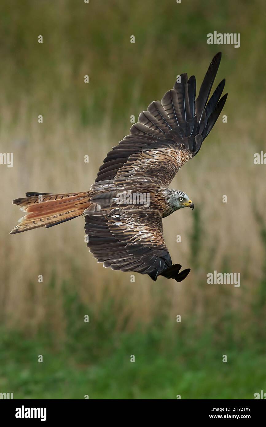 Vertical closeup shot of the Red Kite flying over the field on the ...