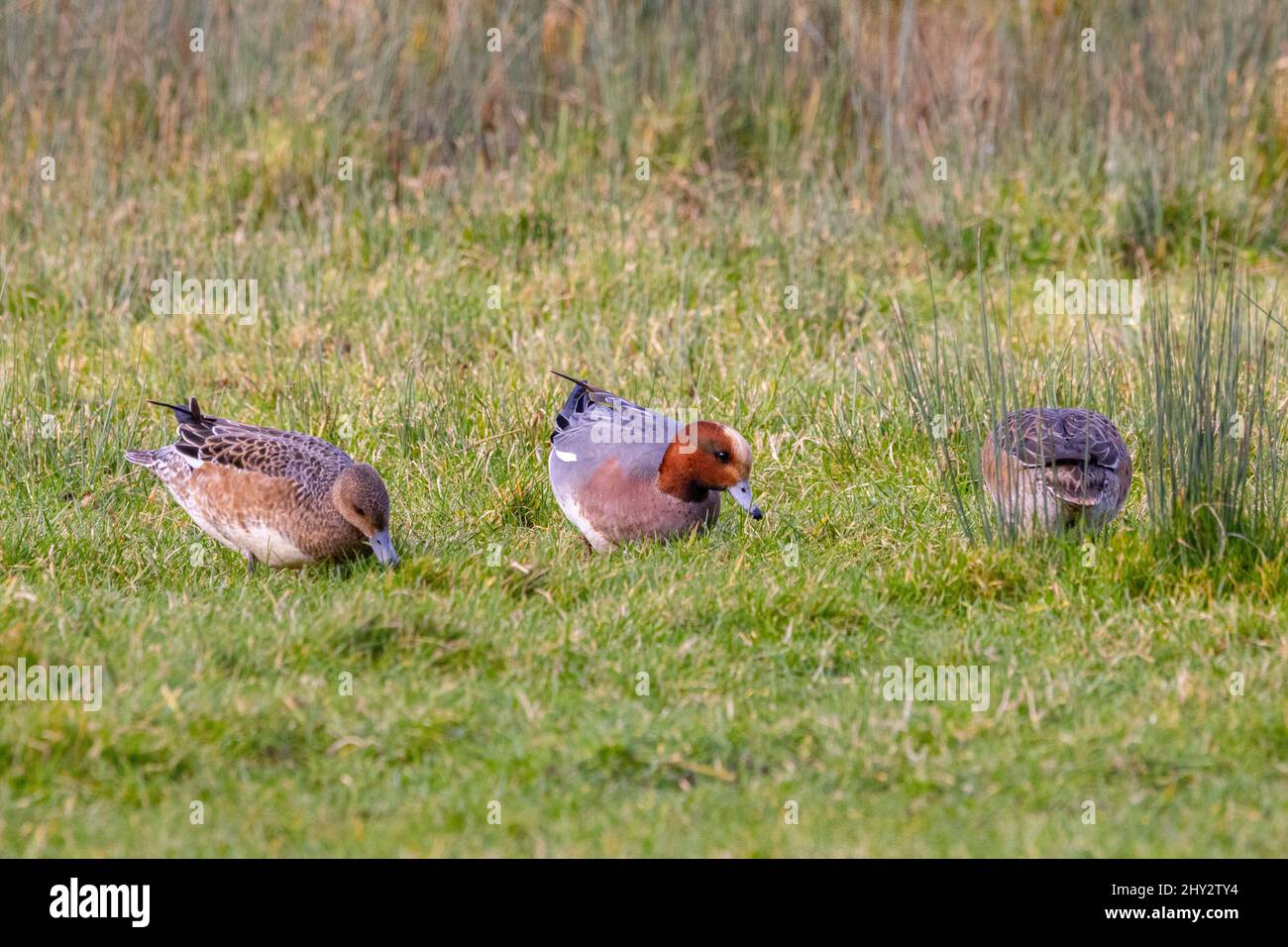 American wigeon ducks feeding on grass Stock Photo - Alamy