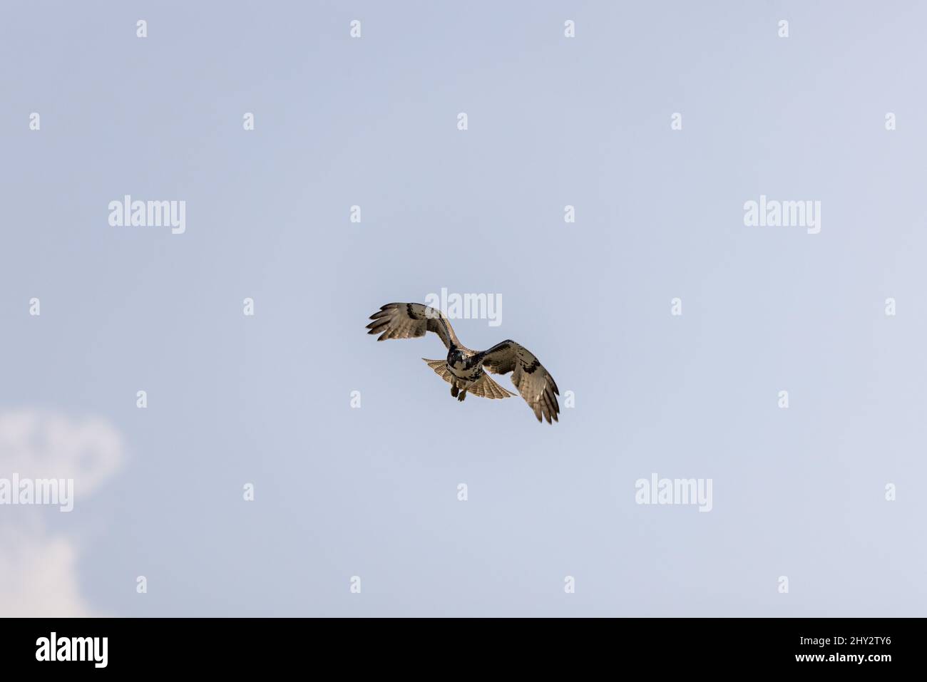 Red-tailed Hawk flying in the calm blue sky Stock Photo - Alamy