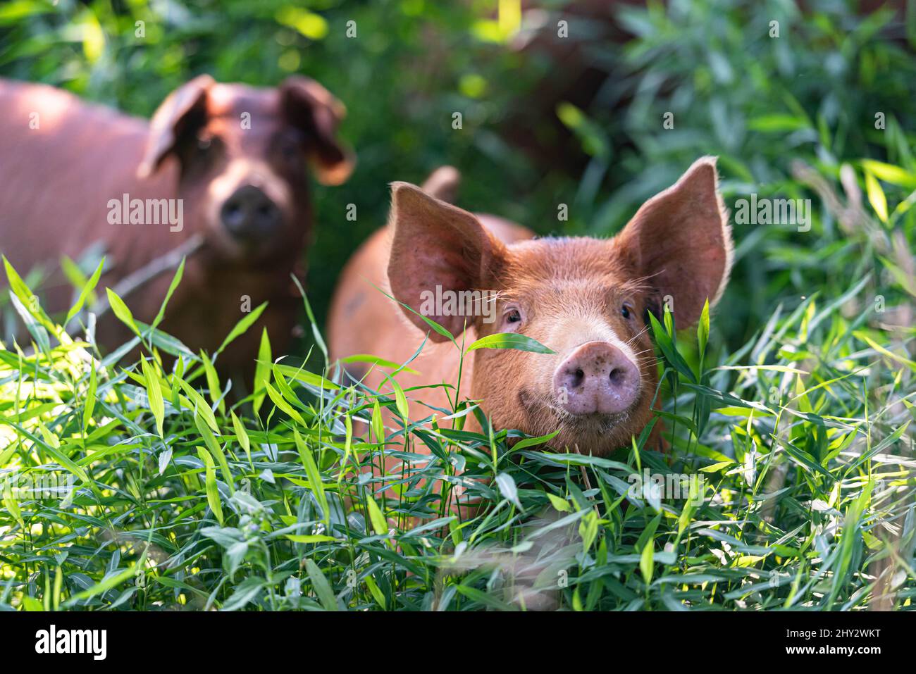 Red wattle pig hi-res stock photography and images - Alamy
