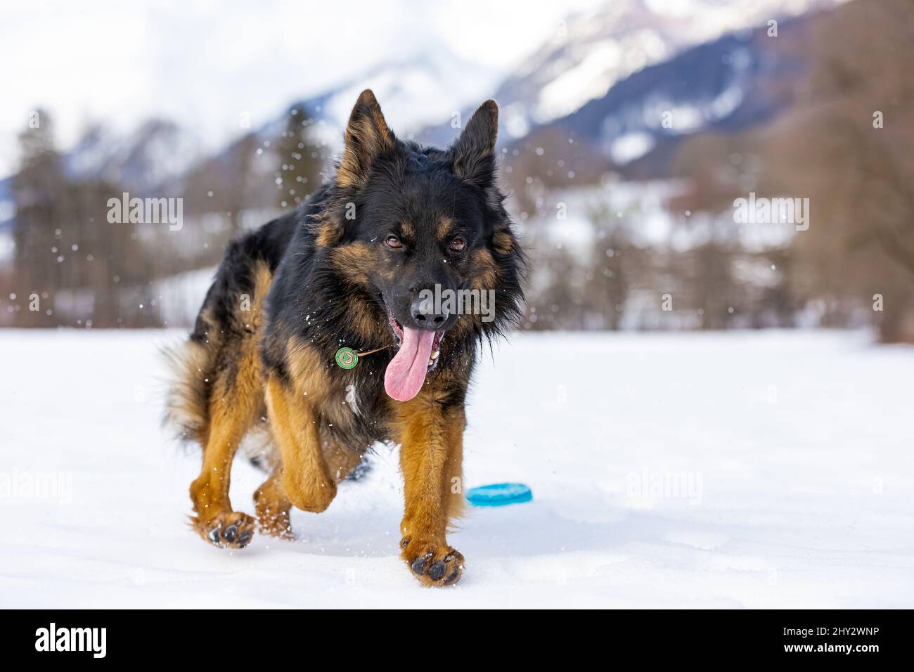 Beautiful German Shepherd walking in the forest and mountain on ...
