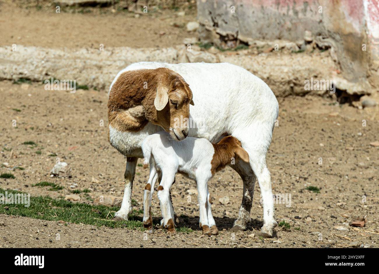 Selective focus shot of sheep feeding lamb Stock Photo - Alamy