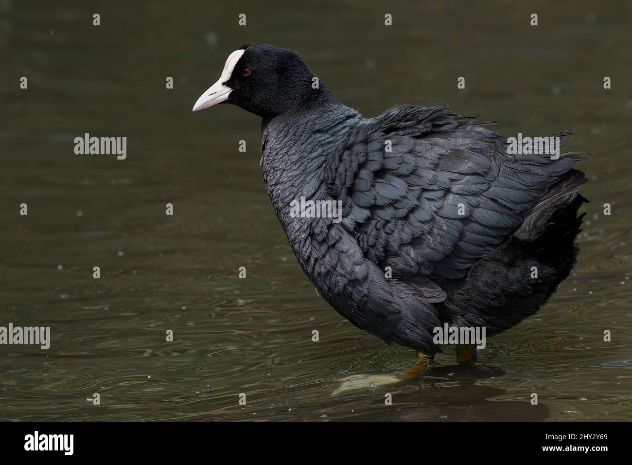 Single black coot in a pond Stock Photo - Alamy