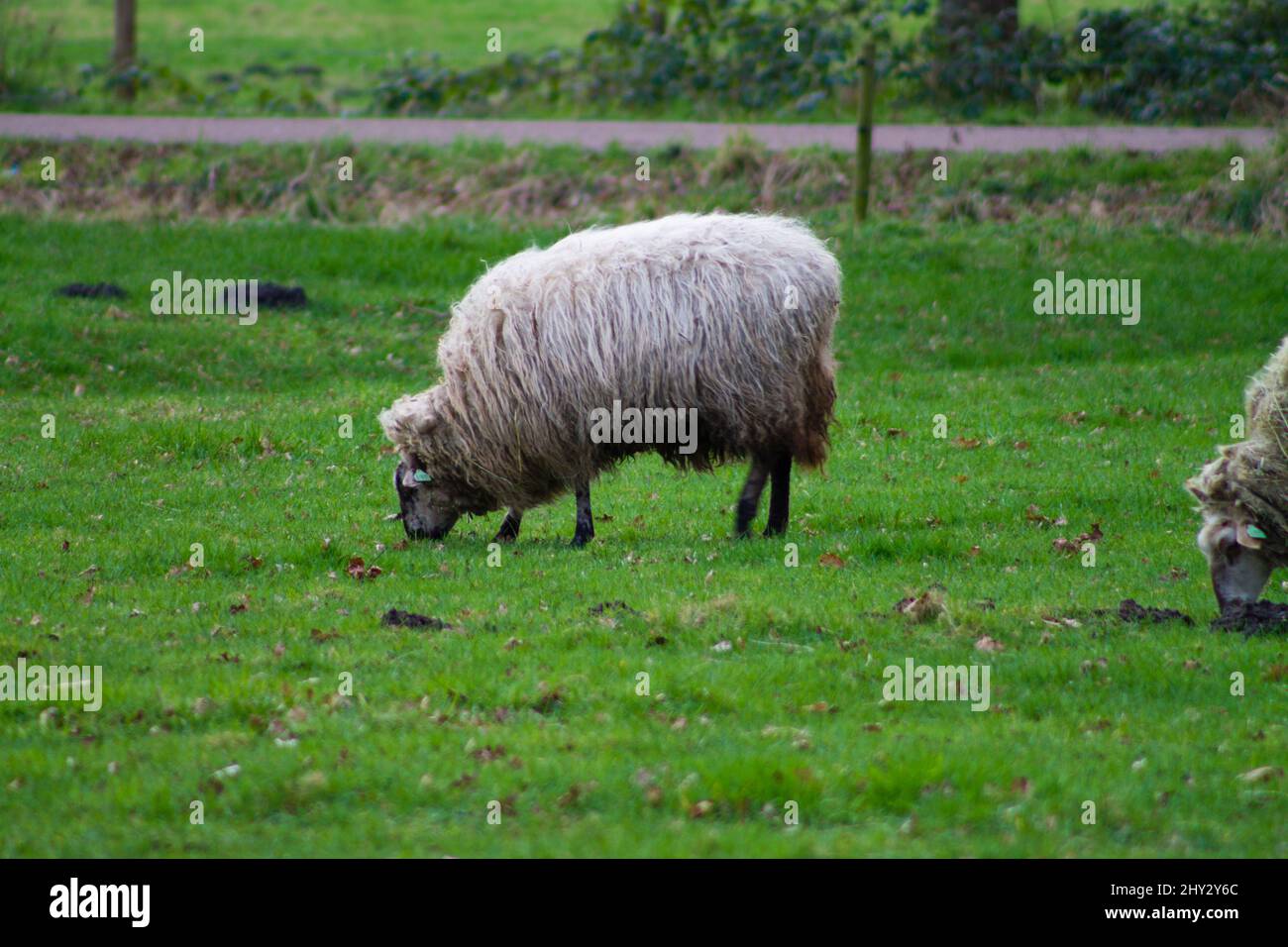 White furry sheep standing in the green field Stock Photo - Alamy