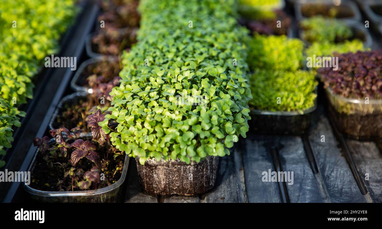 microgreens growing organic bio gardening Stock Photo - Alamy