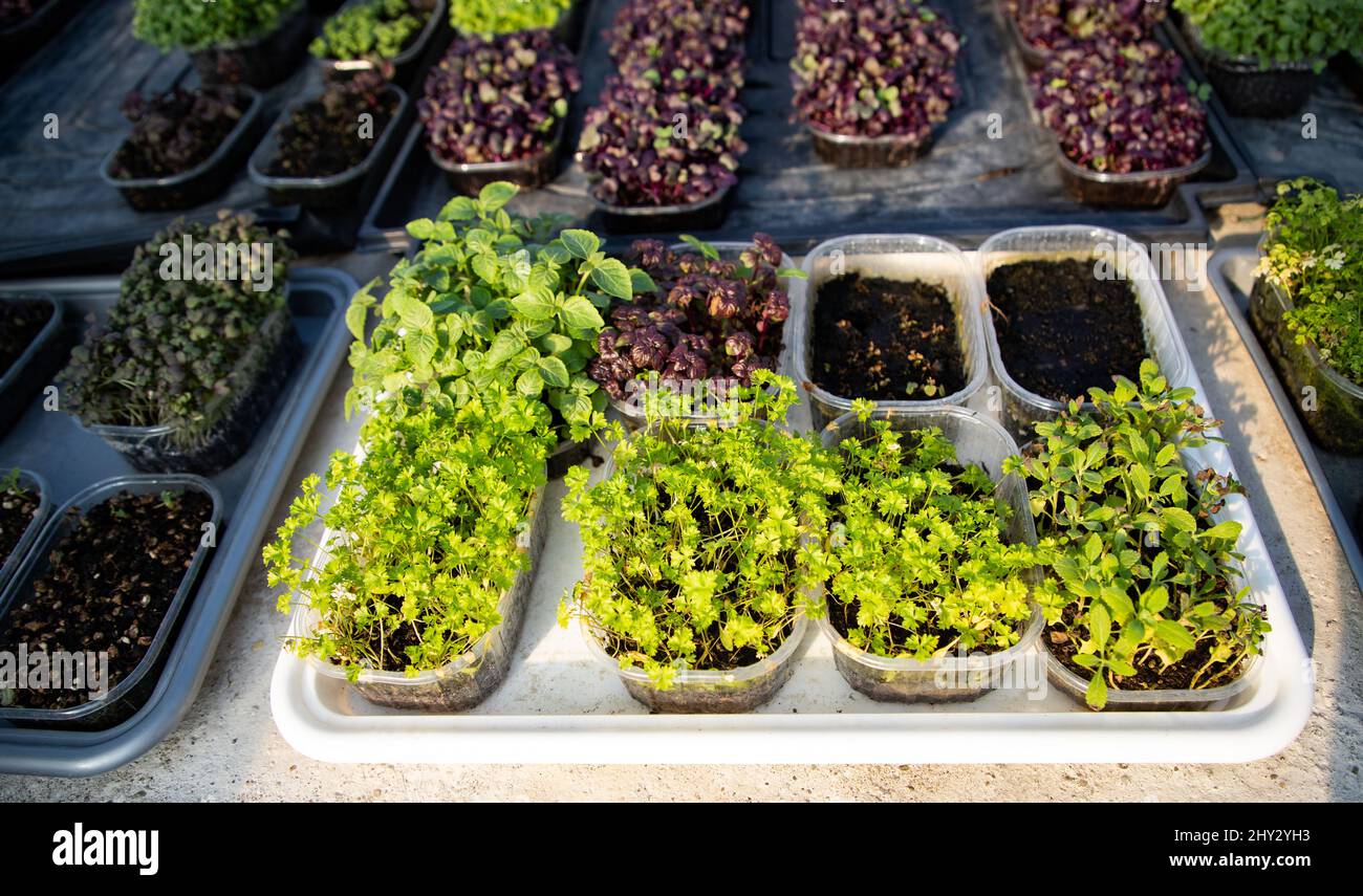 microgreens growing organic bio gardening Stock Photo - Alamy
