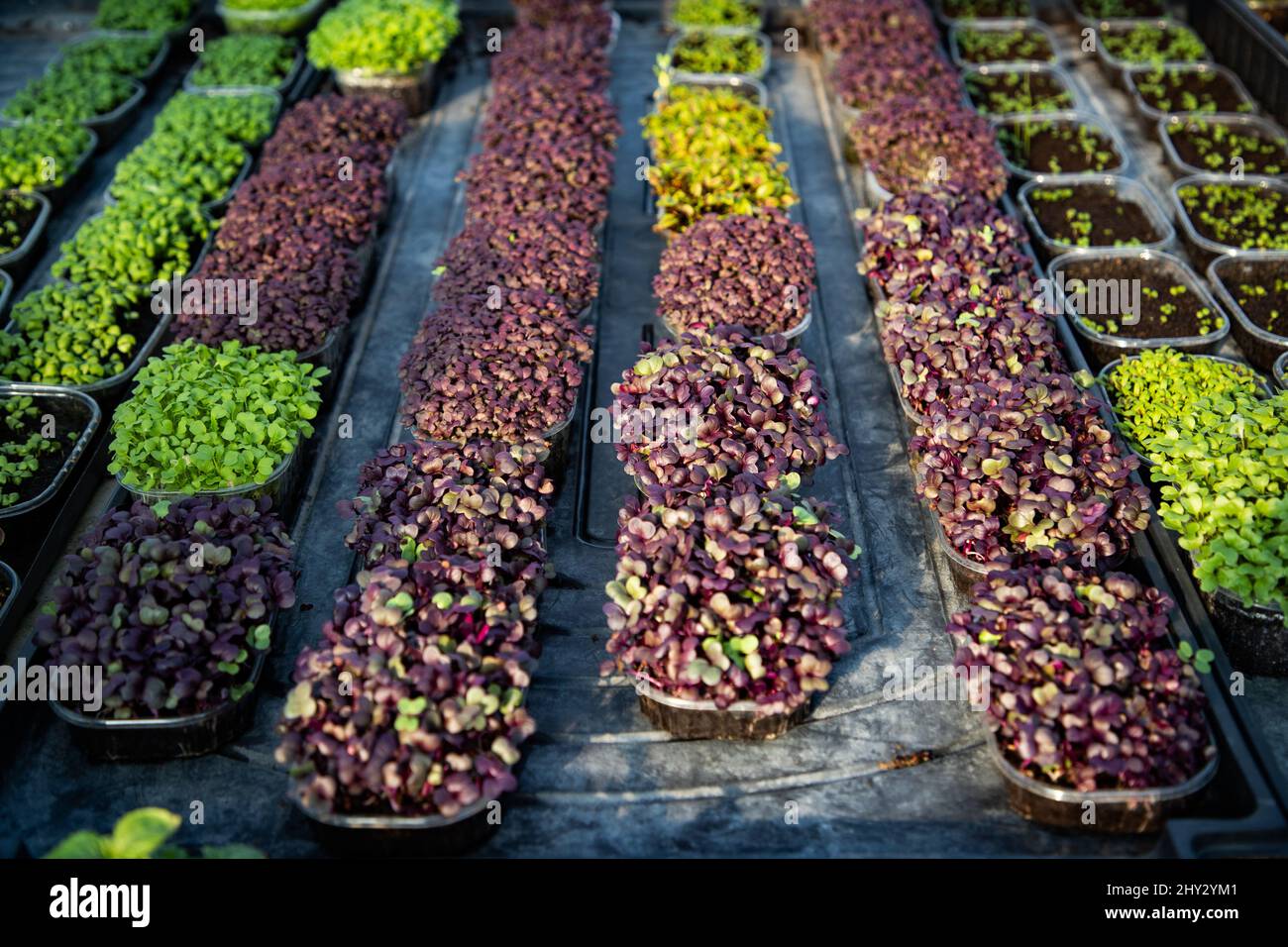 microgreens growing organic bio gardening Stock Photo - Alamy