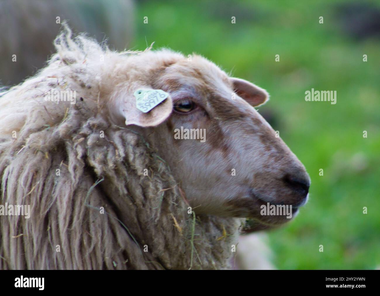 Sheepin hi-res stock photography and images - Alamy