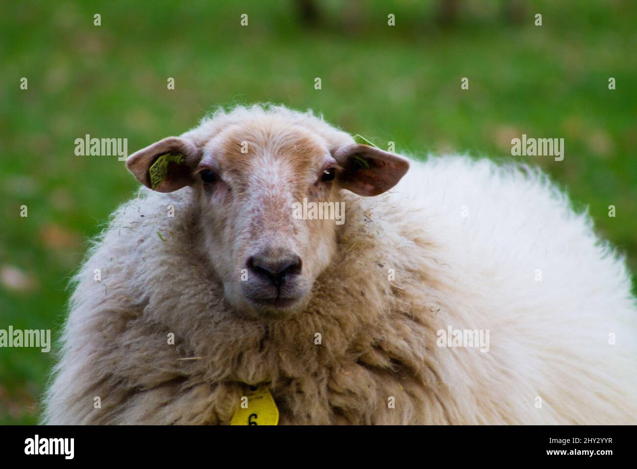 Portrait of a white furry sheep standing in the green field Stock Photo ...