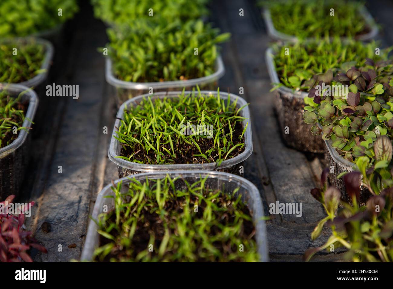 microgreens growing organic bio gardening Stock Photo - Alamy