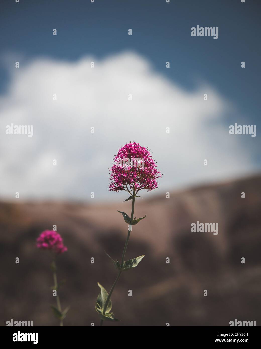 Vertical shot of the Centranthus flower growing in the background Stock ...