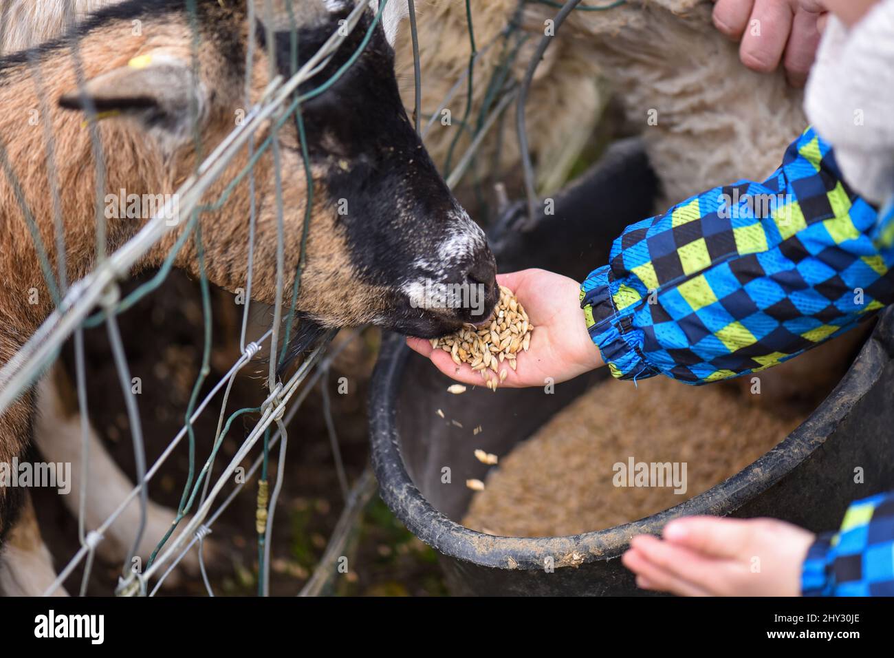 Little caucasian boy feeding goat through a wire fence in a farm. Goat ...