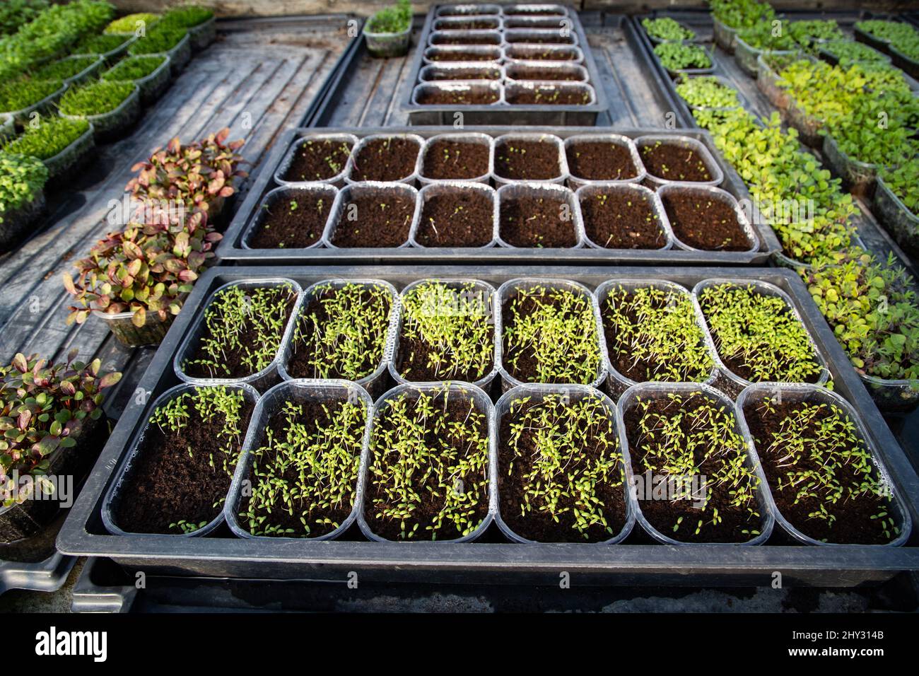 microgreens growing organic bio gardening Stock Photo - Alamy