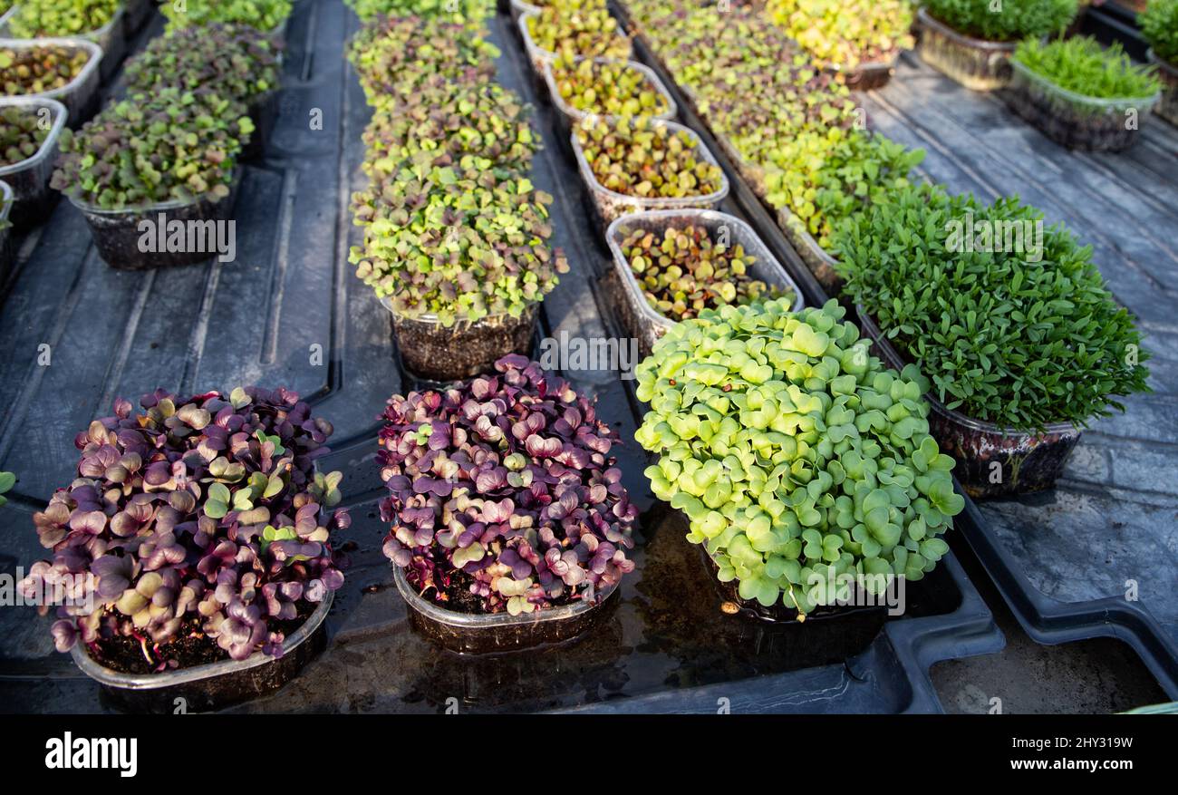 microgreens growing organic bio gardening Stock Photo - Alamy