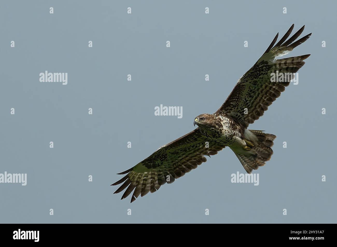 Majestic buzzard flying above a meadow with wide-opened wings in the ...