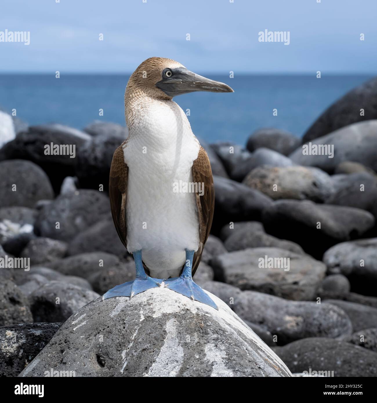 Blue-Footed Booby on Lobos Island (Isla Lobos), San Cristóbal ...