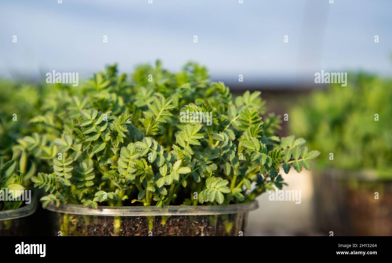 microgreens growing organic bio gardening Stock Photo - Alamy