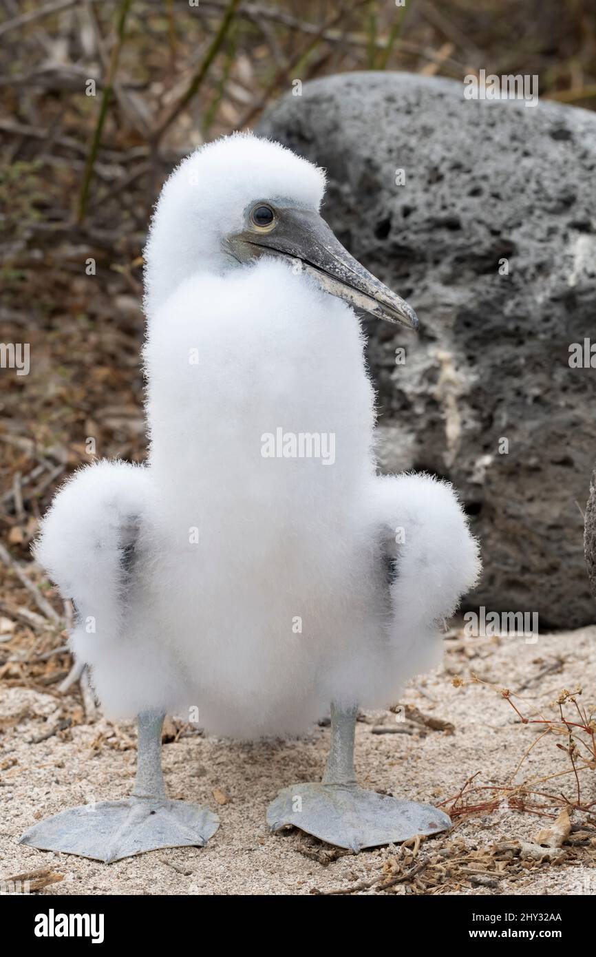 Blue-Footed Booby Chick on Lobos Island (Isla Lobos), San Cristóbal ...
