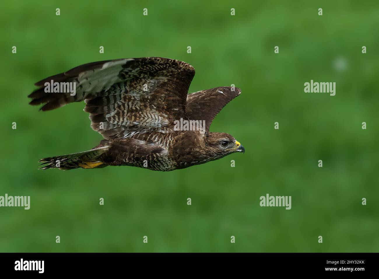 Closeup of a majestic common buzzard flying on a blurred green ...