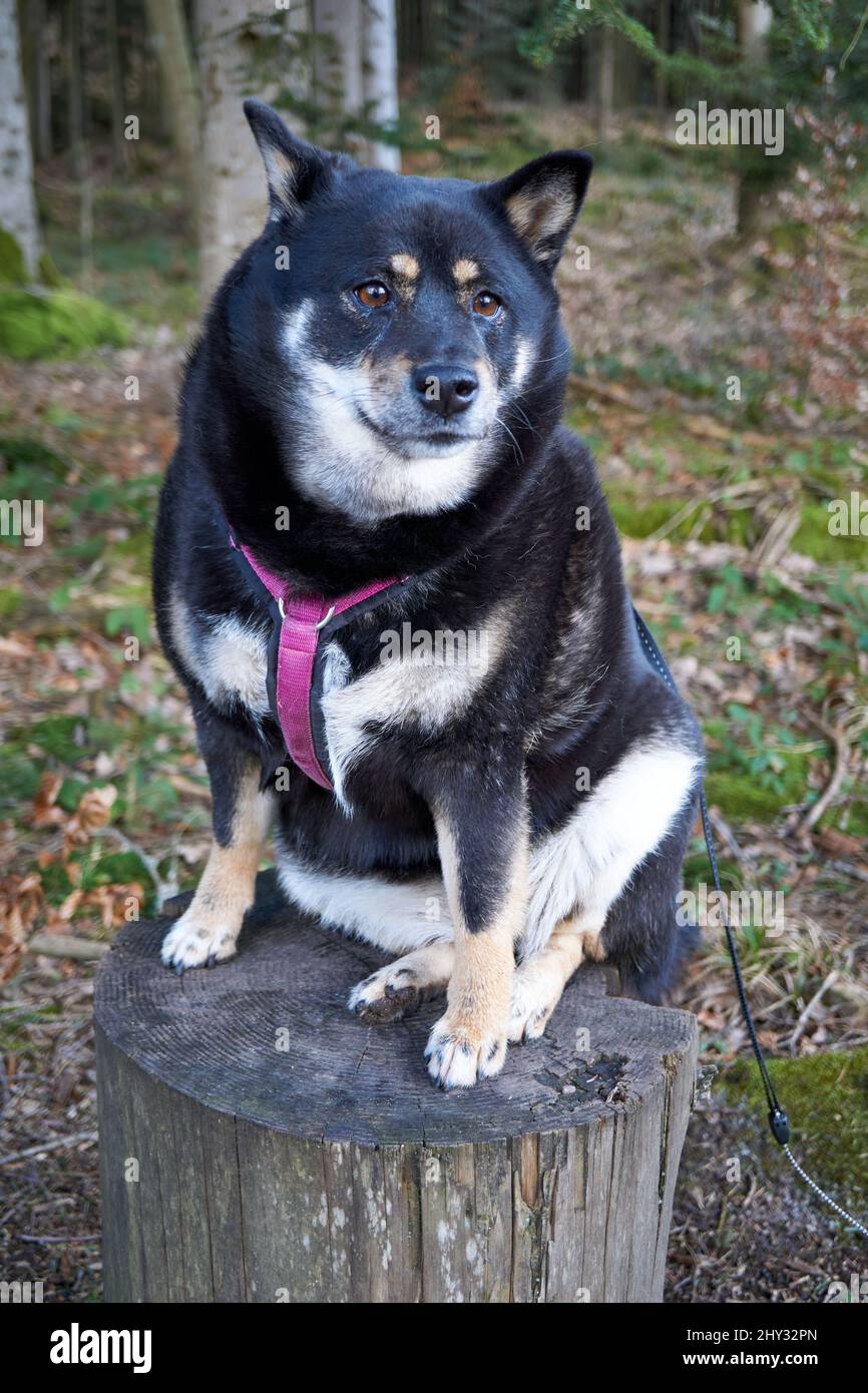 Cute Shiba Inu Puppy Black