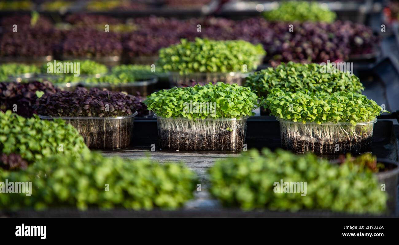 microgreens growing organic bio gardening Stock Photo - Alamy