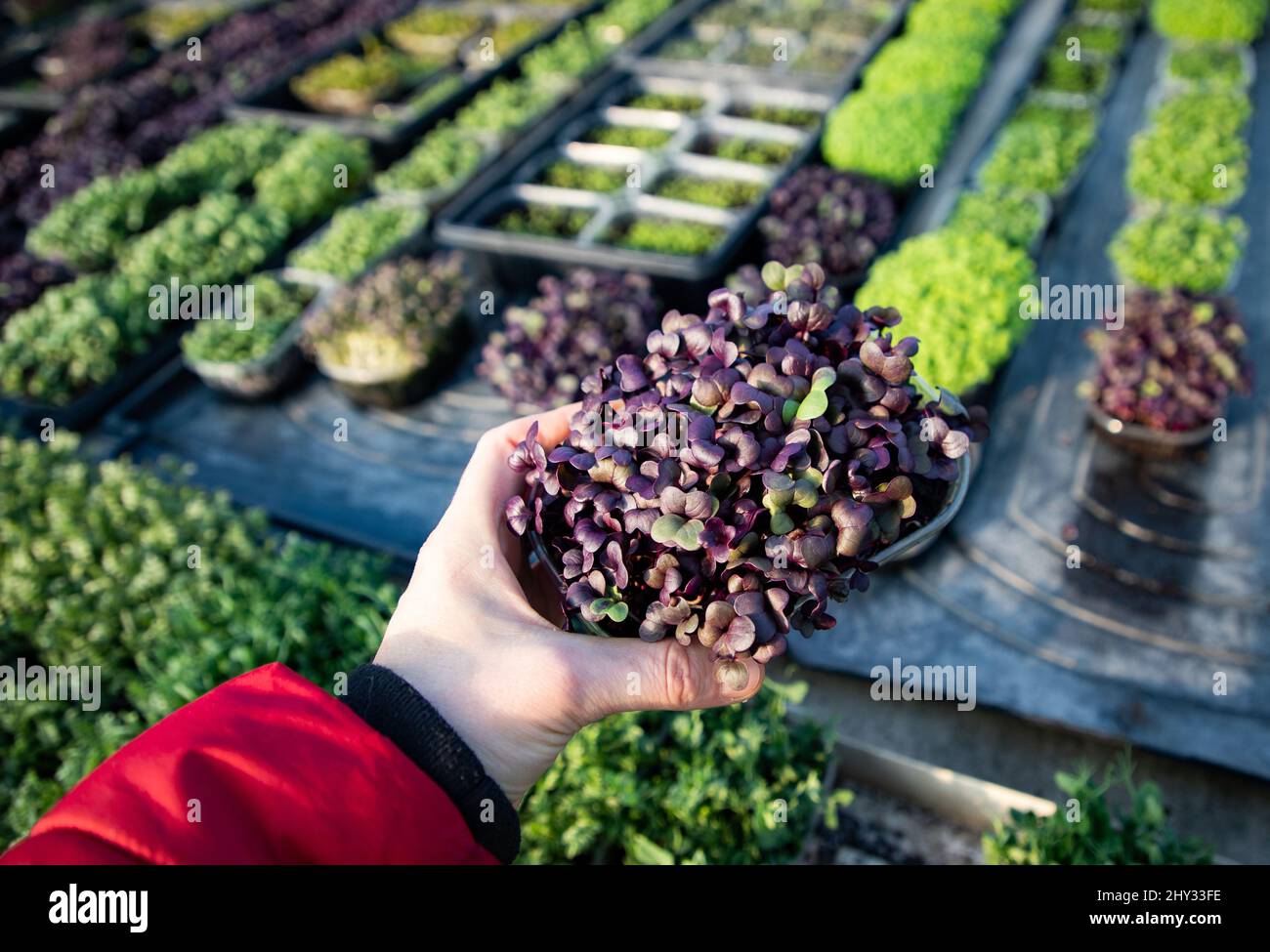 microgreens growing organic bio gardening Stock Photo - Alamy