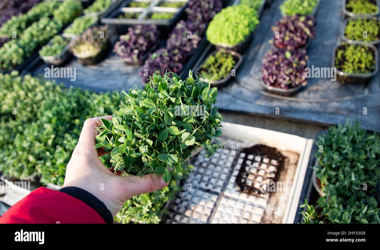 microgreens growing organic bio gardening Stock Photo - Alamy