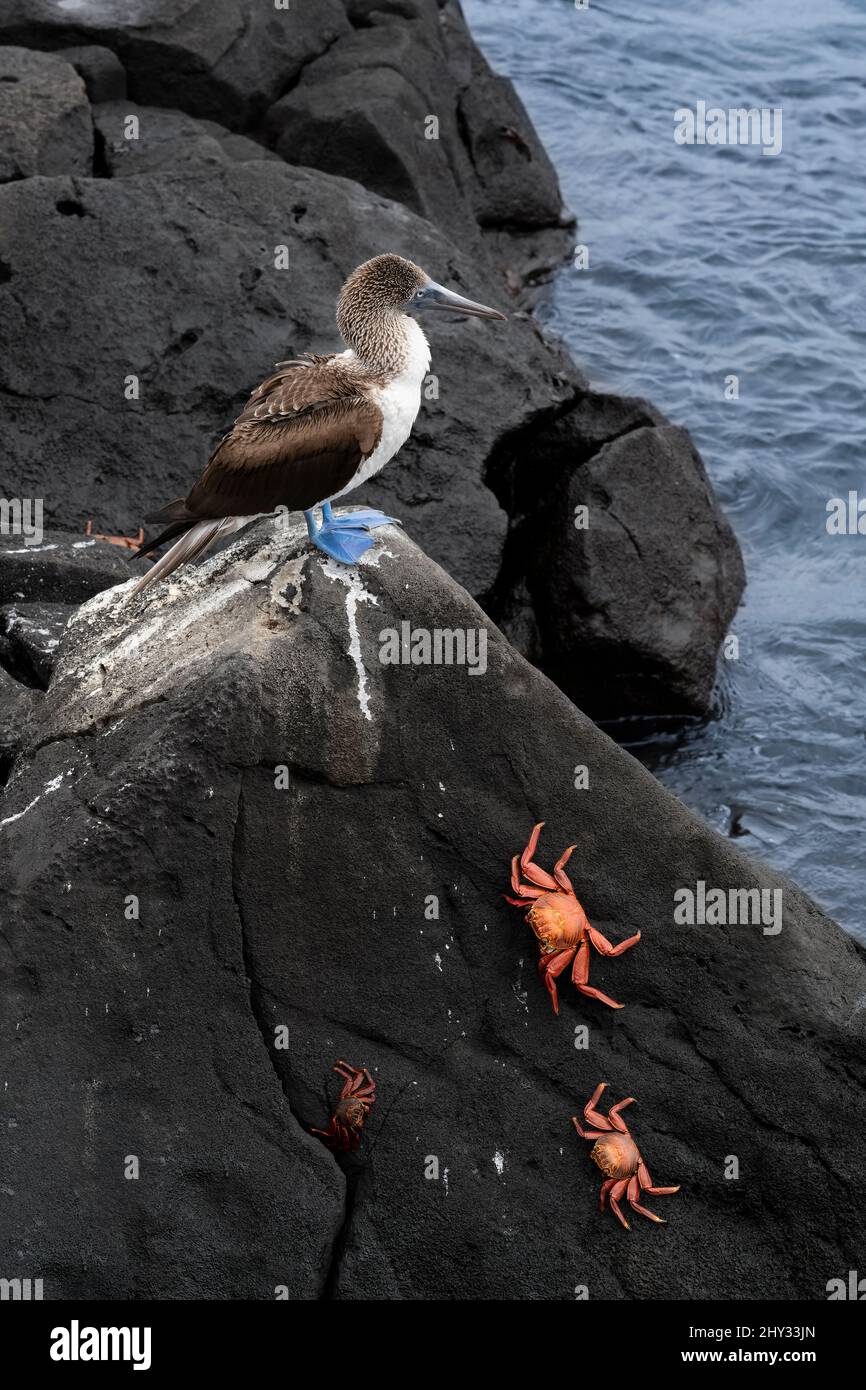 Blue-Footed Booby on Lobos Island (Isla Lobos), San Cristóbal ...