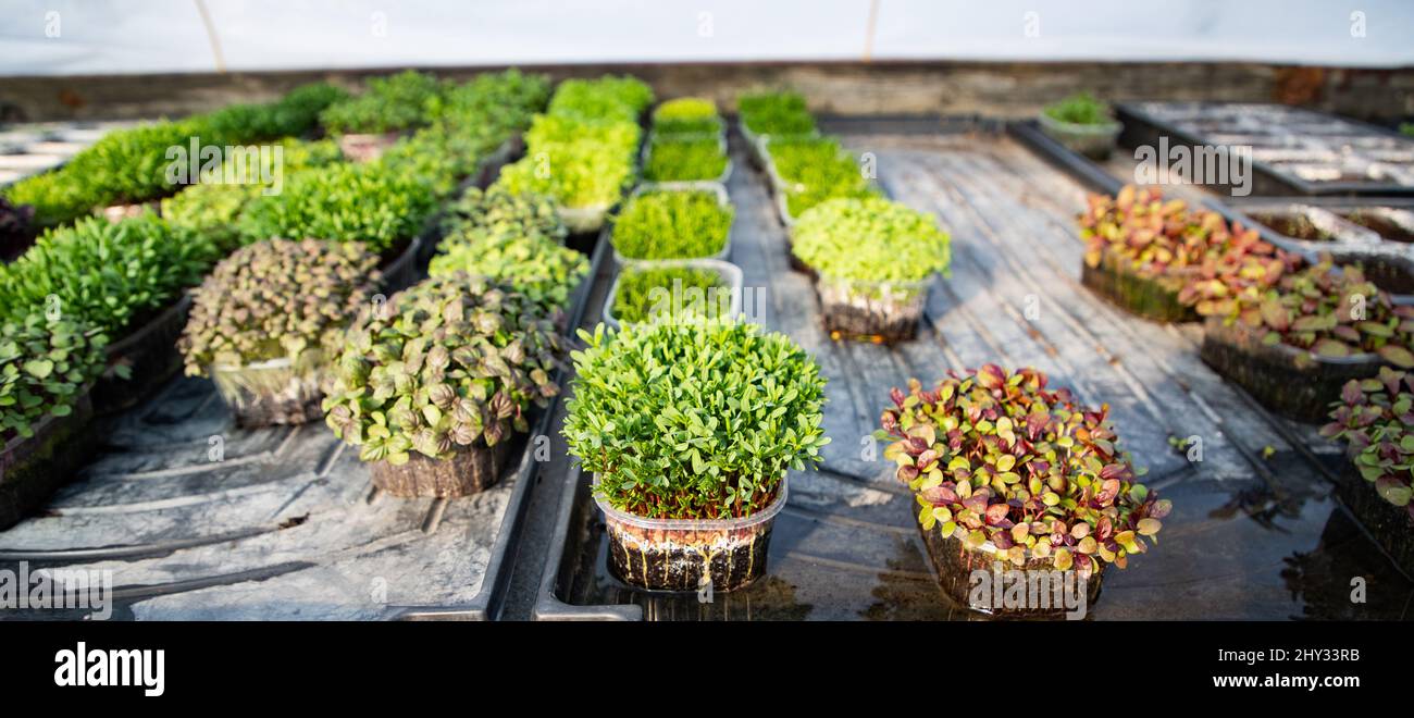 microgreens growing organic bio gardening Stock Photo - Alamy