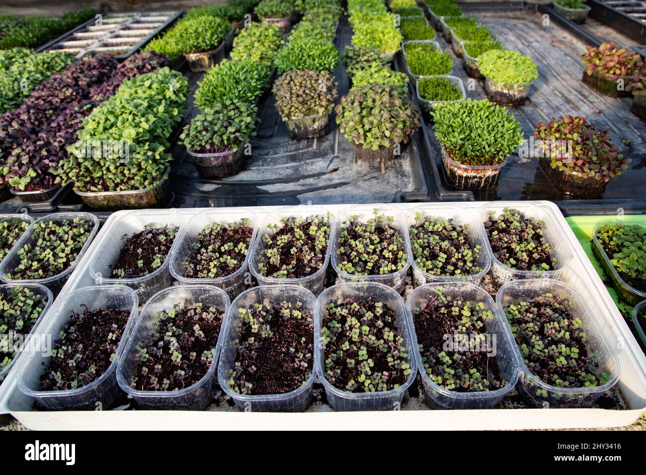 microgreens growing organic bio gardening Stock Photo - Alamy