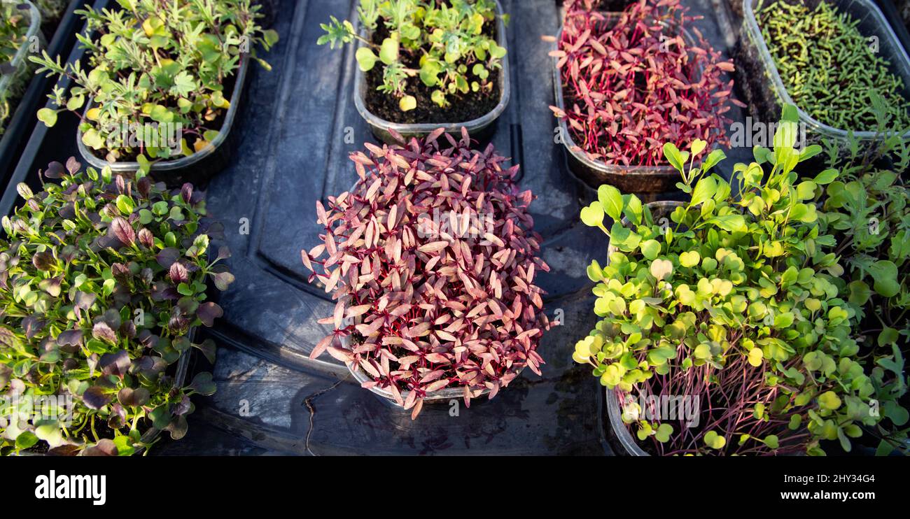 microgreens growing organic bio gardening Stock Photo - Alamy