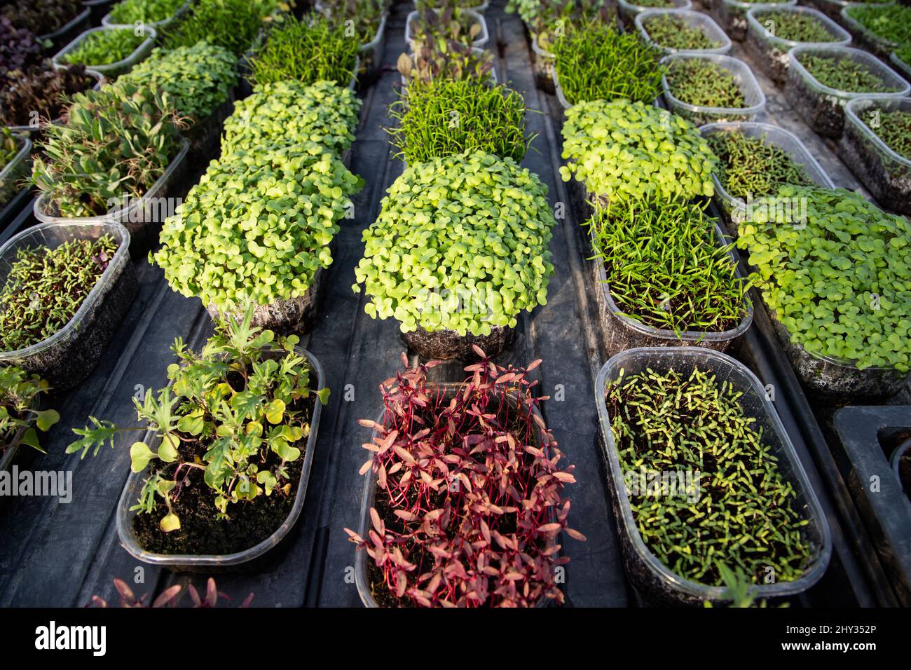 Bio gardening hi-res stock photography and images - Alamy