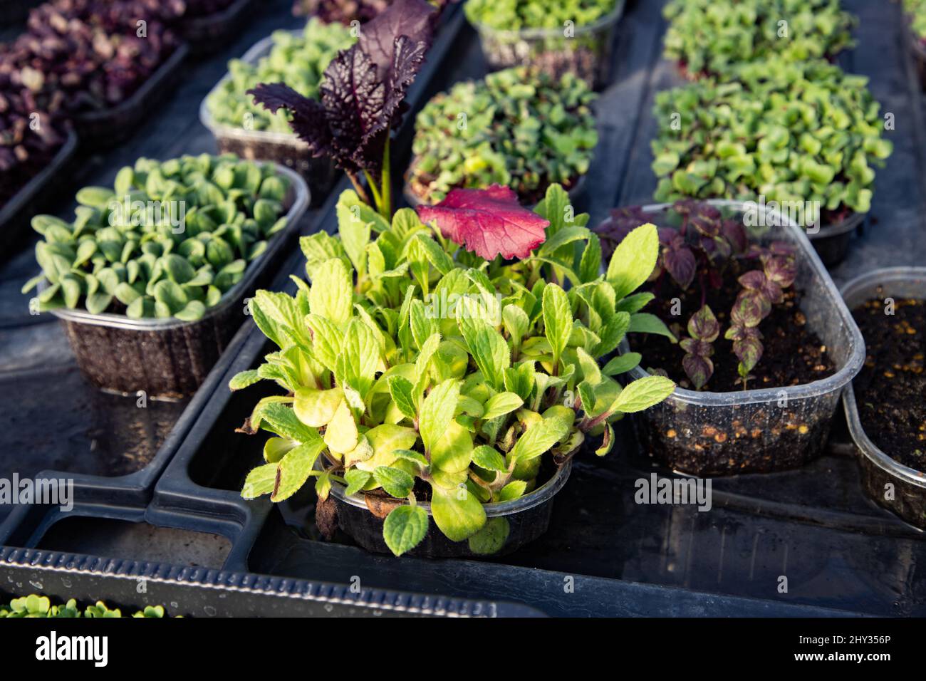 microgreens growing organic bio gardening Stock Photo - Alamy