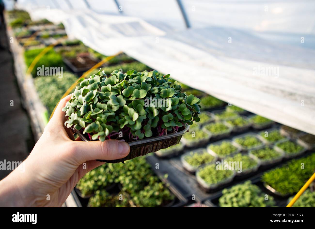 microgreens growing organic bio gardening Stock Photo - Alamy