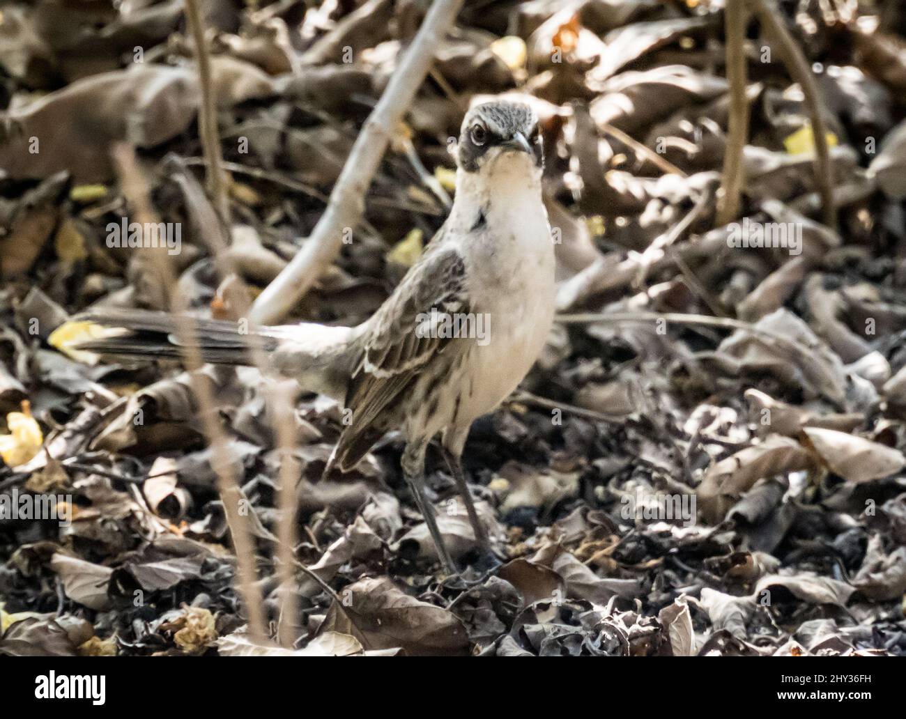 Isabela Mocking bird -Isla Isabela, Galapagos, Ecuador Stock Photo - Alamy