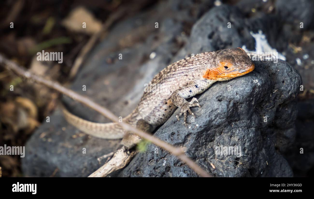 Female lava lizard - Isla Isabela, Galapagos, Ecuador Stock Photo - Alamy