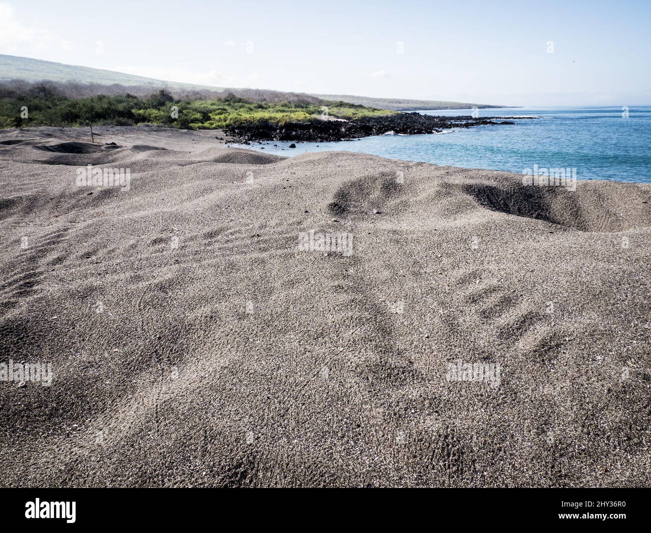 Sea turtle nesting area - Isla Isabela, Galapagos, Ecuador Stock Photo ...