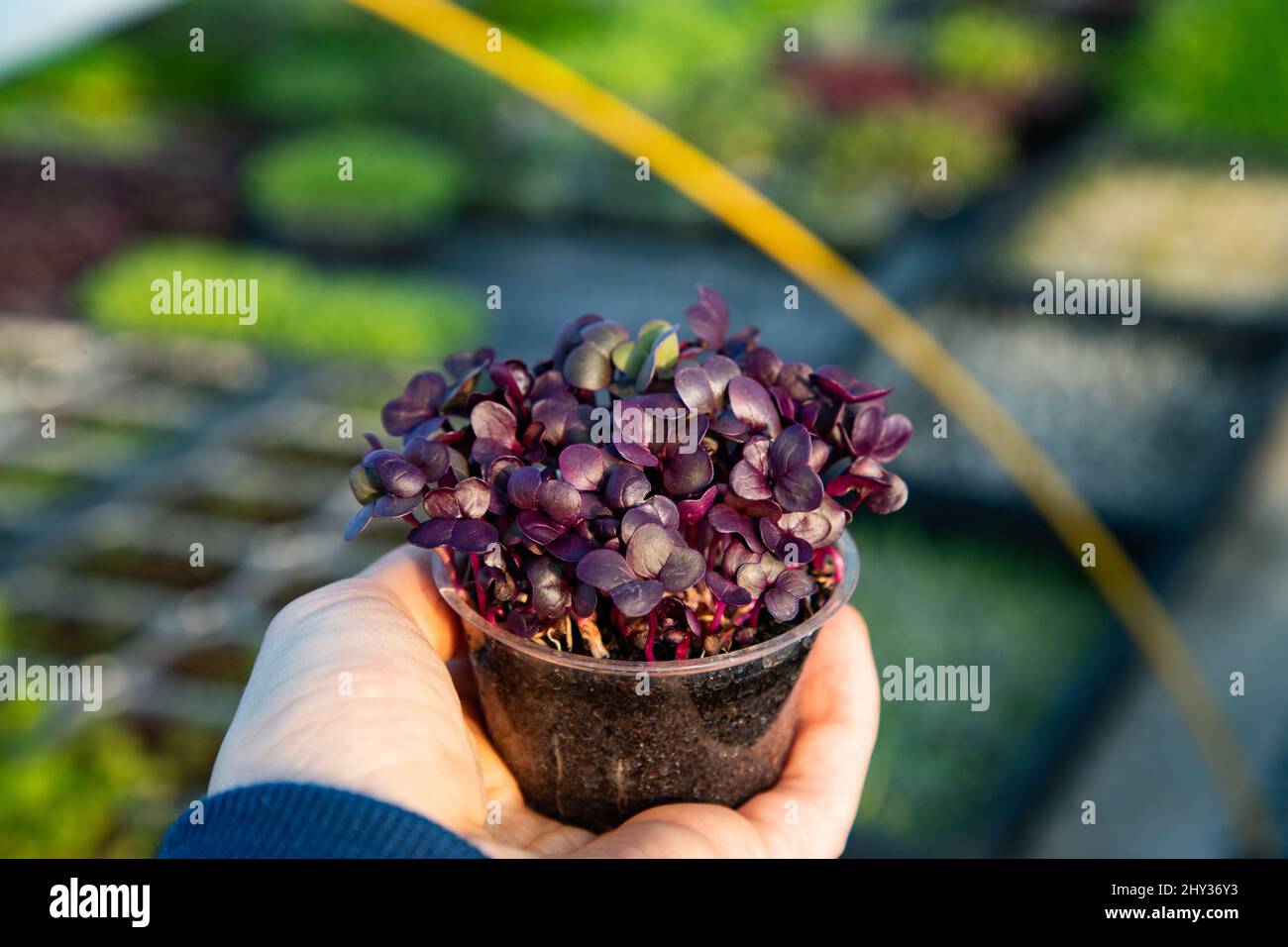 microgreens growing organic bio gardening Stock Photo - Alamy